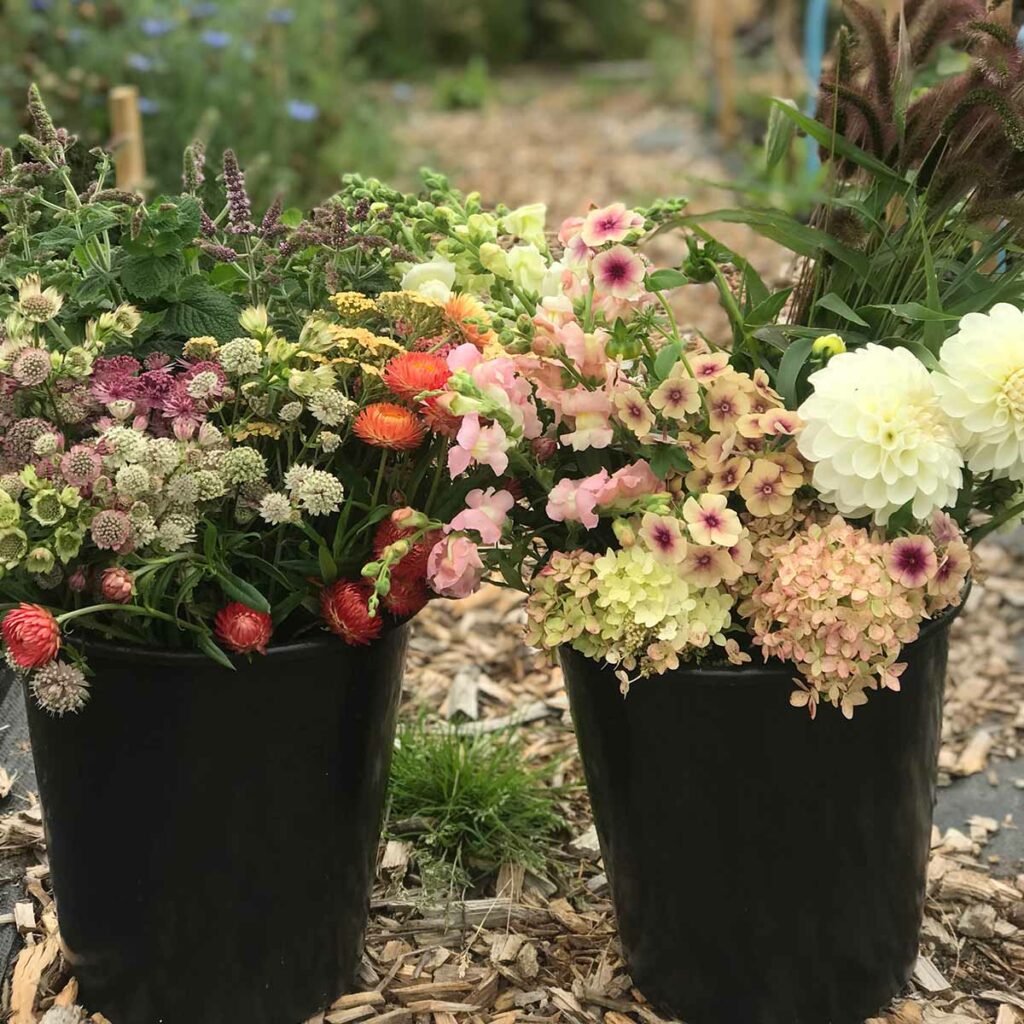 Pick Your Own Flowers | Buckingham Flower Farm